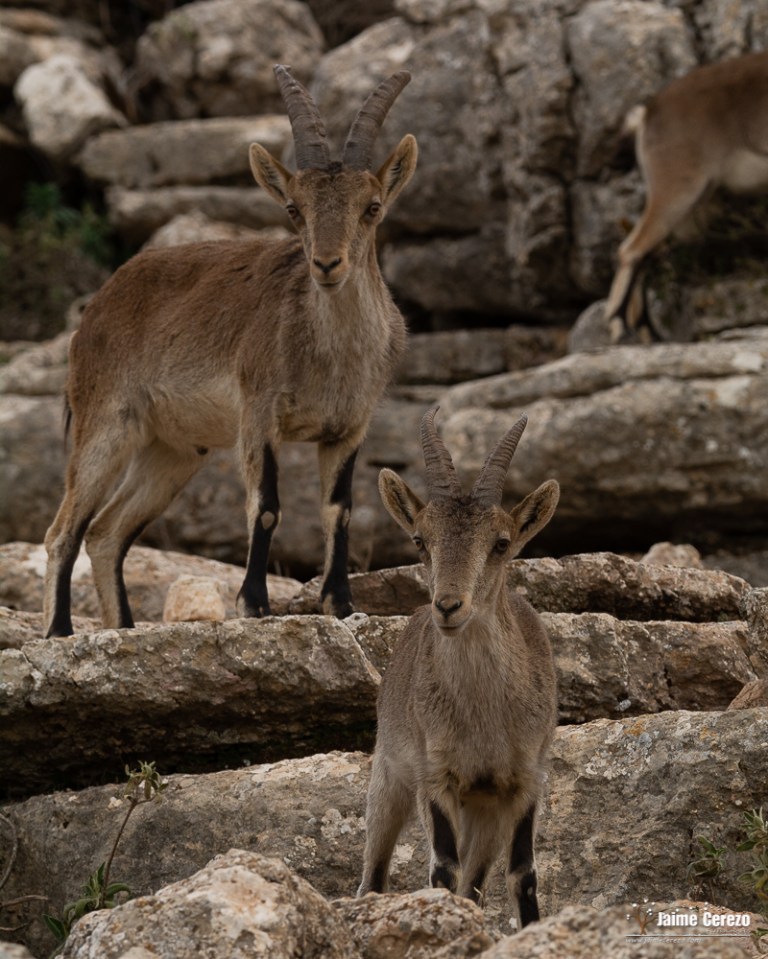 La cabra montés (Capra pyrenaica) – Blog de Jaime Cerezo