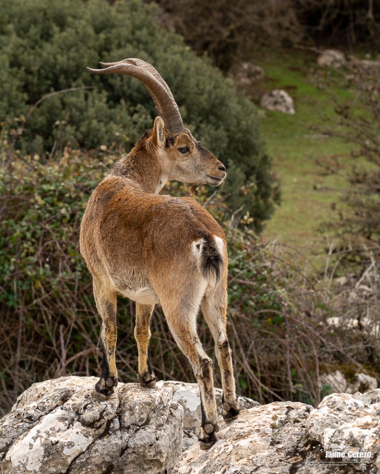La cabra montés (Capra pyrenaica) – Blog de Jaime Cerezo